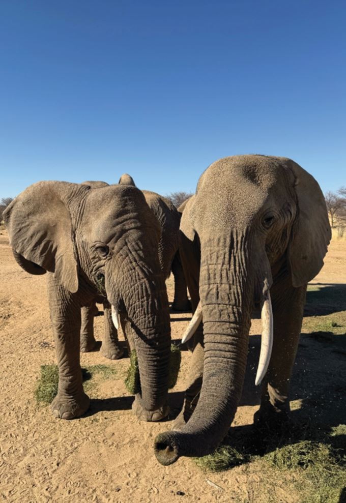 Nurturing smiles in Namibia | British Dental Journal