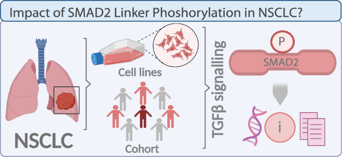 SMAD2 linker phosphorylation impacts overall survival, proliferation ...