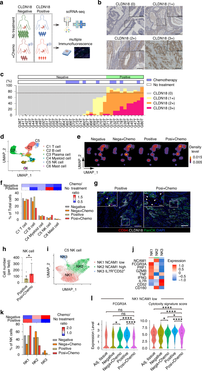 Claudin18.2-positive gastric cancer-specific changes in neoadjuvant ...