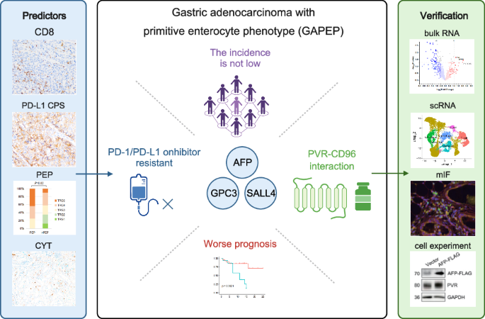 Predictive factors for neoadjuvant combined immunotherapy in gastric ...