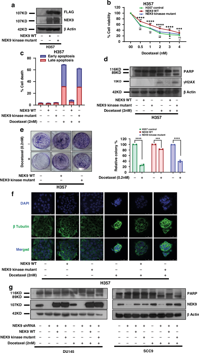 NEK9-mediated Wnt signalling repressor TLE3 rewires Docetaxel ...