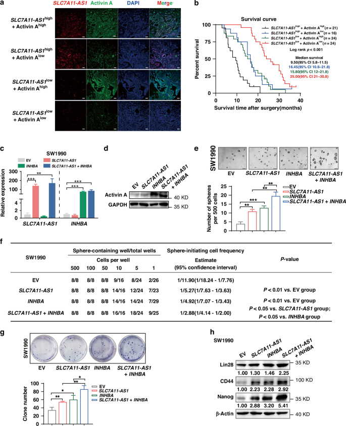 SLC7A11-AS1 contributes to prolonged activation of activin A/Smad ...