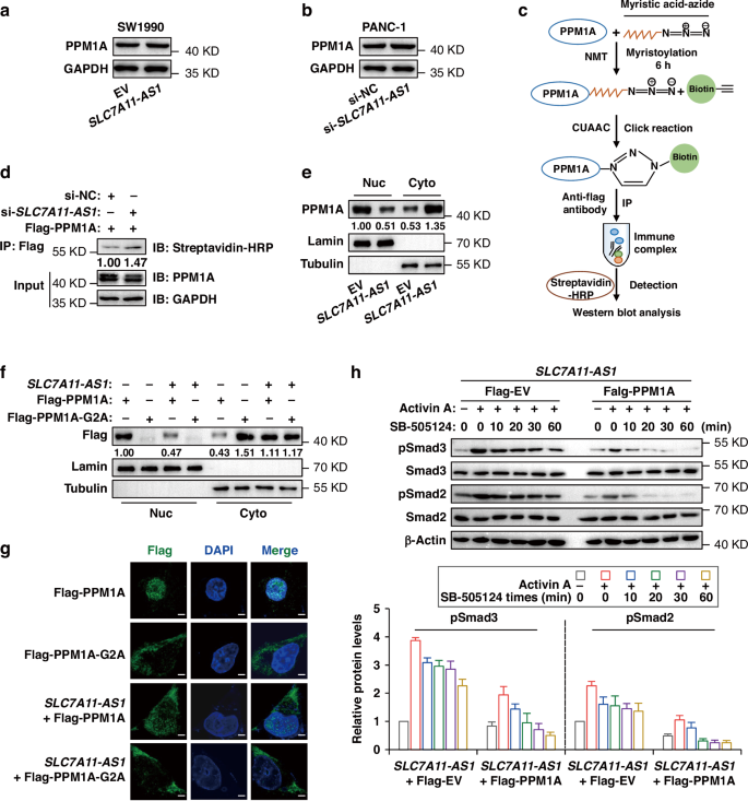 SLC7A11-AS1 contributes to prolonged activation of activin A/Smad ...