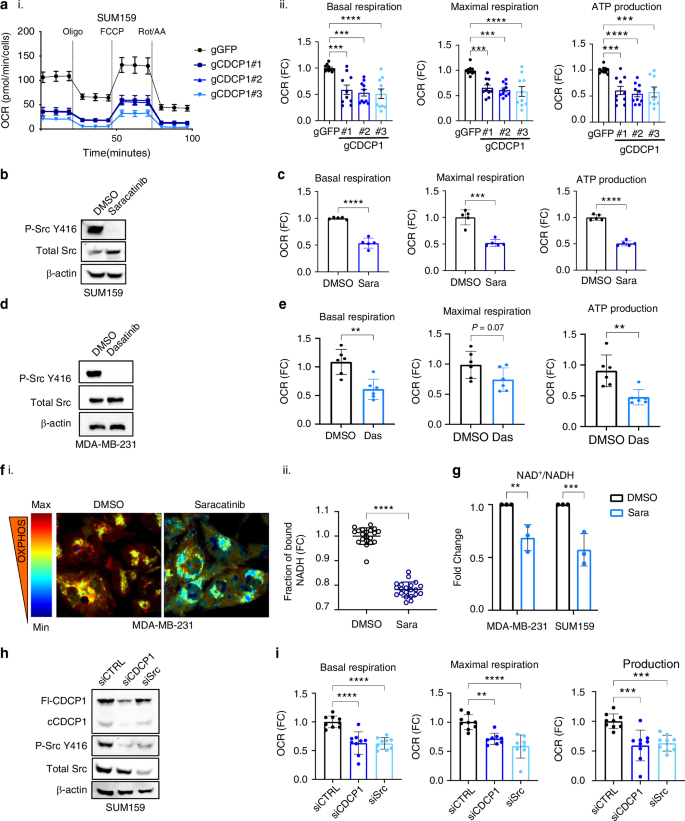 CDCP1/mitochondrial Src axis increases electron transport chain ...