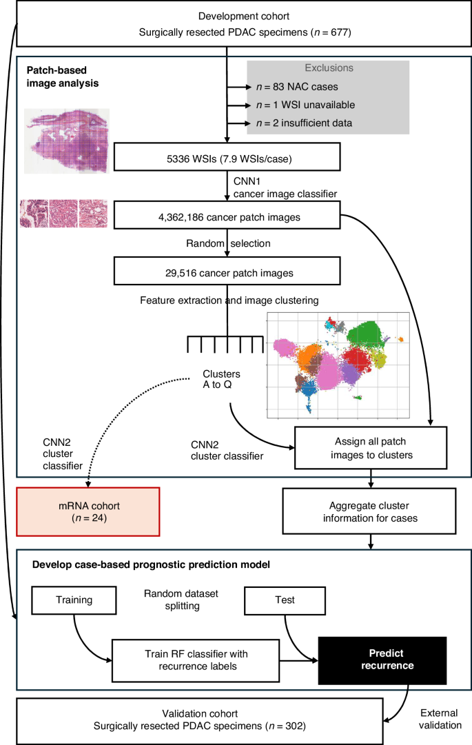 Prognostic model for pancreatic cancer based on machine learning of ...