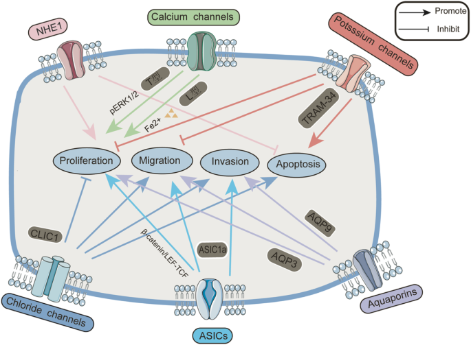 Pathophysiological role of ion channels and transporters in hepatocellular carcinoma | Cancer ...