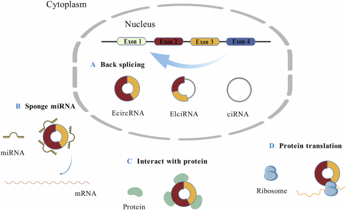 Recent advances in the role of circRNA in cisplatin resistance in tumors | Cancer Gene Therapy
