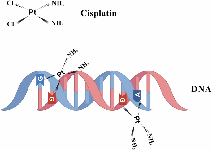Recent advances in the role of circRNA in cisplatin resistance in ...
