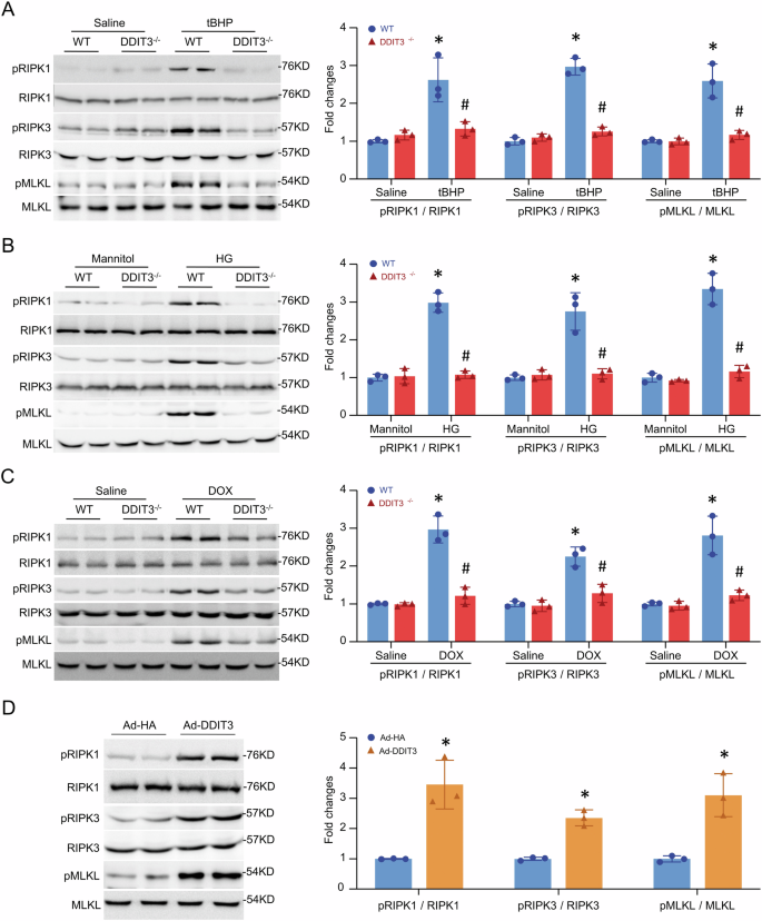 DNA damage-inducible transcript 3 positively regulates RIPK1-mediated ...