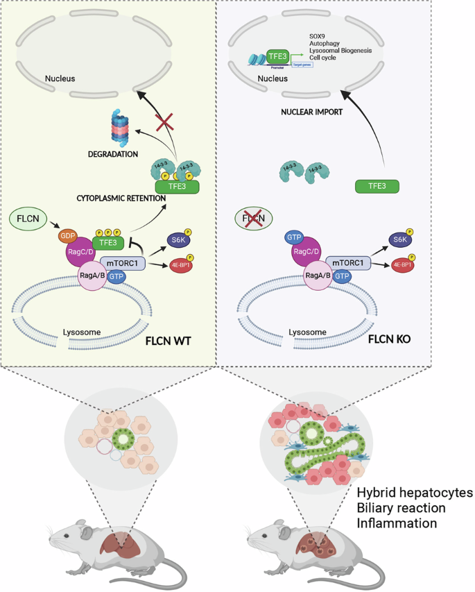 Folliculin depletion results in liver cell damage and ...