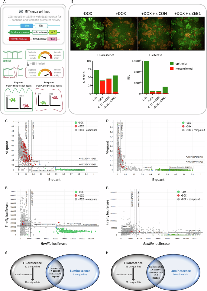 Development and validation of a high-throughput screening pipeline of ...