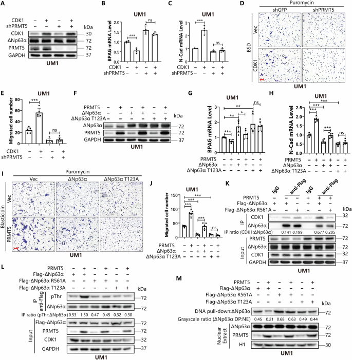 PRMT5 encourages cell migration and metastasis of tongue squamous cell ...