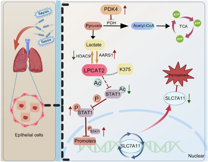 PDK4-driven lactate accumulation facilitates LPCAT2 lactylation to ...