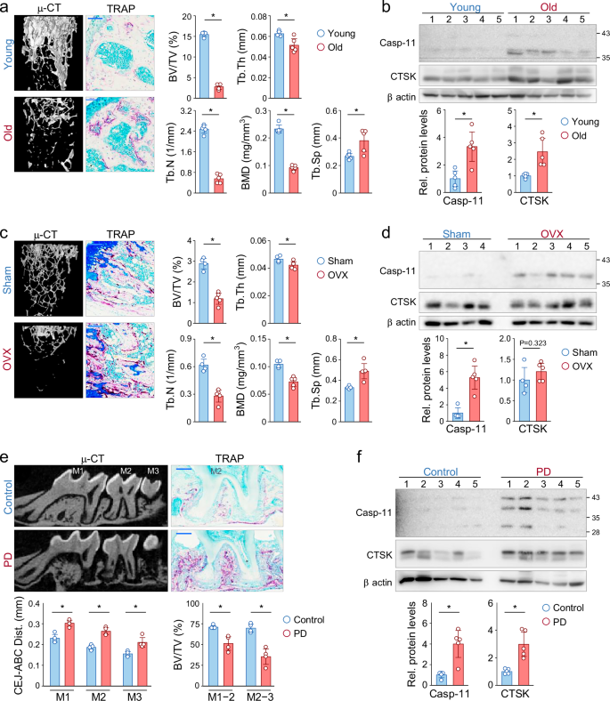 Non-pyroptotic caspase-11 activity regulates osteoclastogenesis and ...