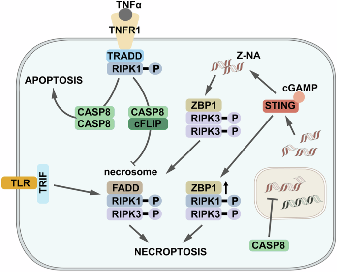 A STING for necroptosis | Cell Death & Differentiation