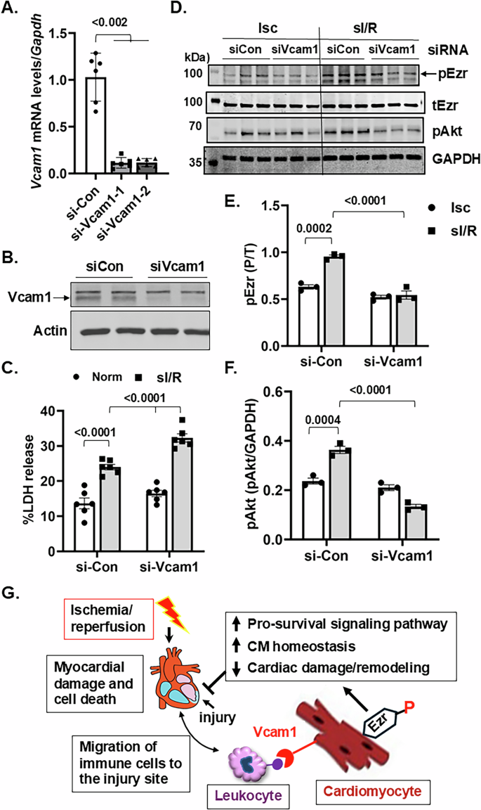 VCAM-1/Ezrin axis antagonizes myocardial damage in ischemia-reperfusion ...