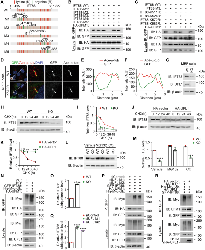 UFL1-mediated UFMylation antagonizes IFT88 ubiquitination and ...