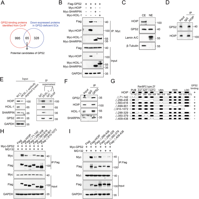 GPS2 regulates embryonic angiogenesis by enhancing endothelial cell ...