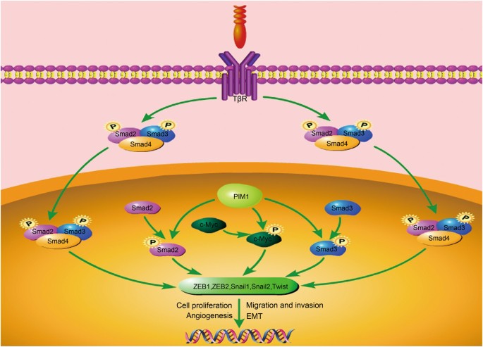 PIM1 mediates epithelial-mesenchymal transition by targeting Smads and ...