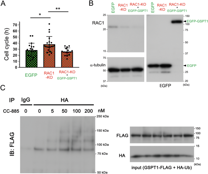 Potential of GSPT1 as a novel target for glioblastoma therapy | Cell ...
