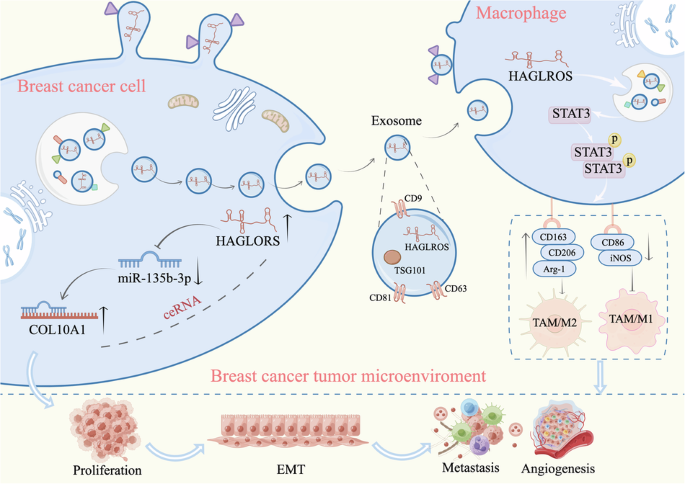 LncRNA HAGLROS promotes breast cancer evolution through miR-135b-3p ...