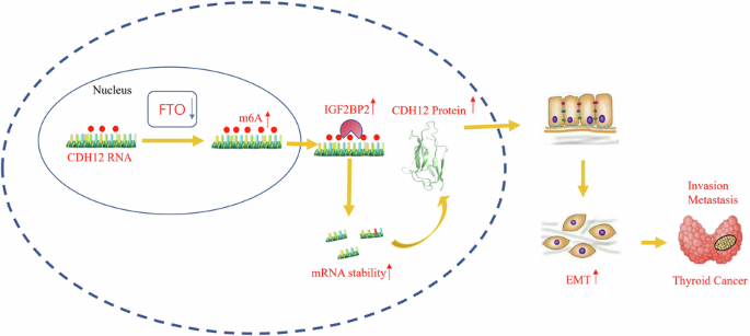 FTO/IGF2BP2-mediated N6 methyladenosine modification in invasion and ...