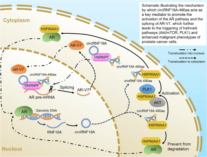 Androgen-targeted hsa_circ_0085121 encodes a novel protein and improves ...