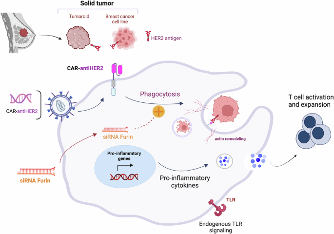 Inhibition of furin in CAR macrophages directs them toward a ...