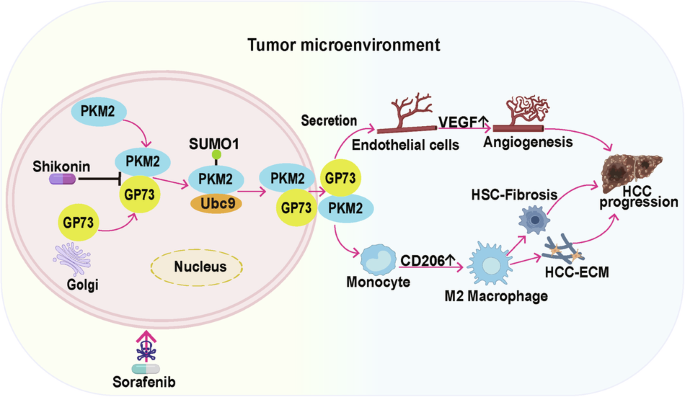 GP73-mediated secretion of PKM2 and GP73 promotes angiogenesis and M2 ...