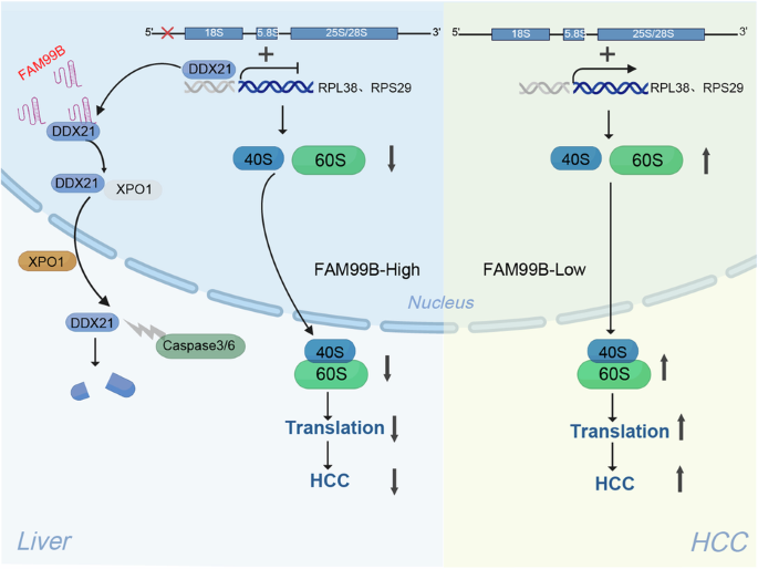 The liver-specific long noncoding RNA FAM99B inhibits ribosome ...
