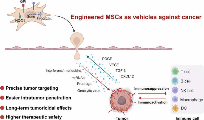 Engineered mesenchymal stem/stromal cells against cancer | Cell Death ...