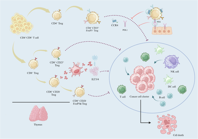 Regulatory T cells in solid tumor immunotherapy: effect, mechanism and ...