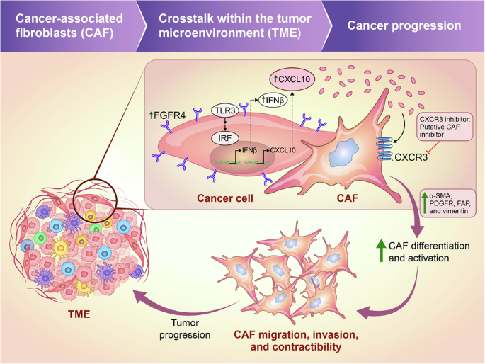 FGFR4 promotes CAF activation through the CXCL10-CXCR3 axis in colon ...