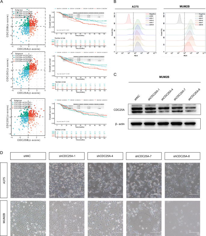 CDC25A inhibition sensitizes melanoma cells to doxorubicin and NK cell ...
