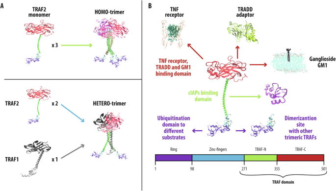 Inflammation and cancer cell survival: TRAF2 as a key player | Cell ...