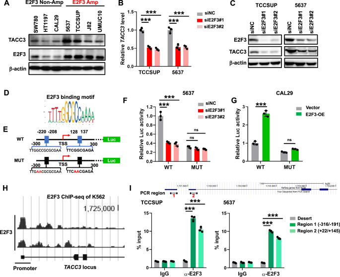 TACC3 enhances glycolysis in bladder cancer cells through inducing ...