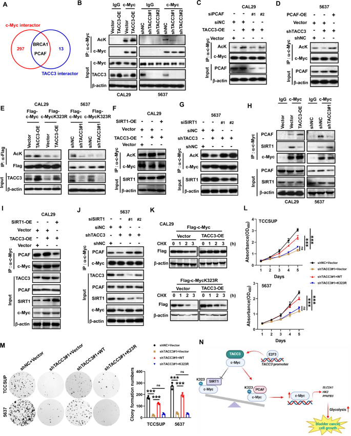 TACC3 enhances glycolysis in bladder cancer cells through inducing ...