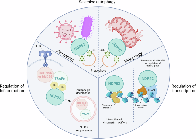 NDP52 and its emerging role in pathogenesis | Cell Death & Disease