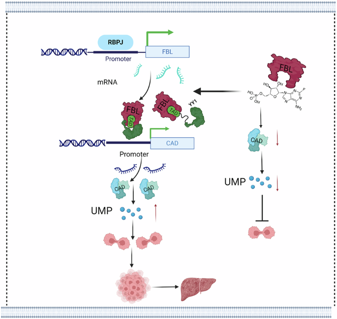 FBL promotes hepatocellular carcinoma tumorigenesis and progression by ...