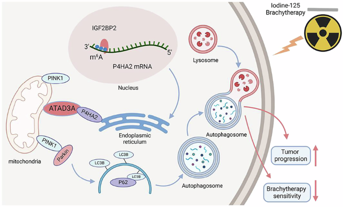 P4HA2 interacted with ATAD3A to modulate PINK1/parkin-dependent ...