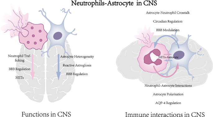 Neutrophils-astrocyte interactions in central nervous system ...