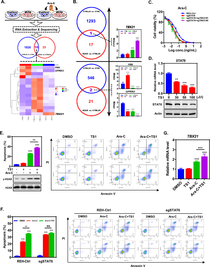 Targeted deprivation of STAT6 sensitizes acute lymphoblastic leukemia ...
