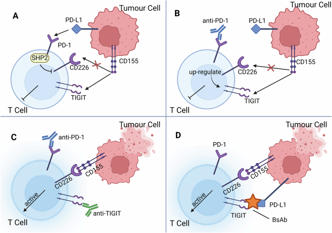 TIGIT in cancer: from mechanism of action to promising ...