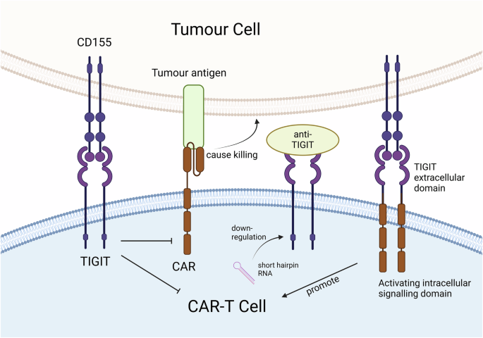 TIGIT in cancer: from mechanism of action to promising ...