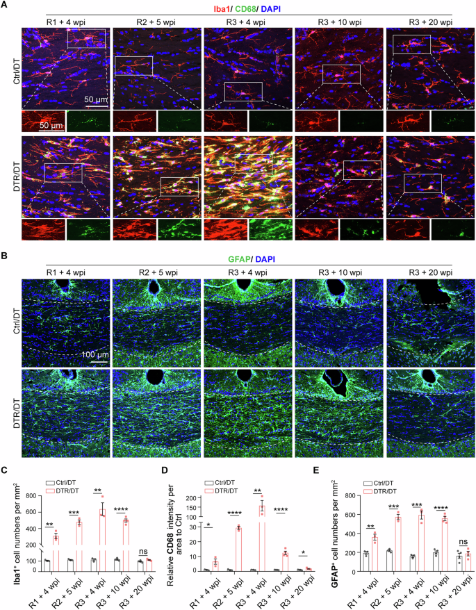 Repeated ablations of mature Tmem10+ oligodendrocytes recapitulates key ...