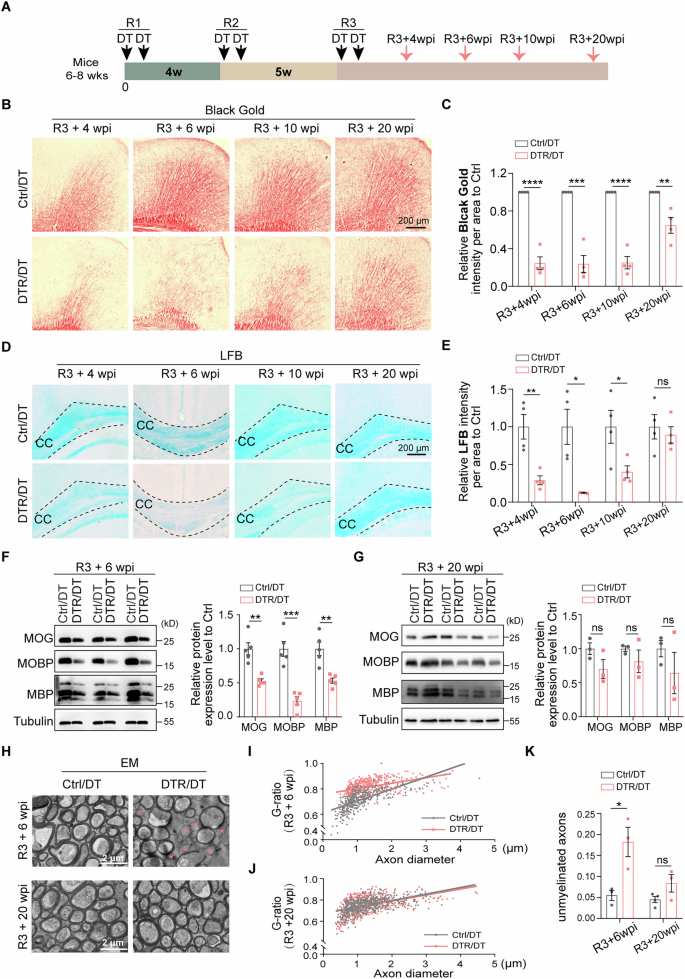 Repeated ablations of mature Tmem10+ oligodendrocytes recapitulates key ...