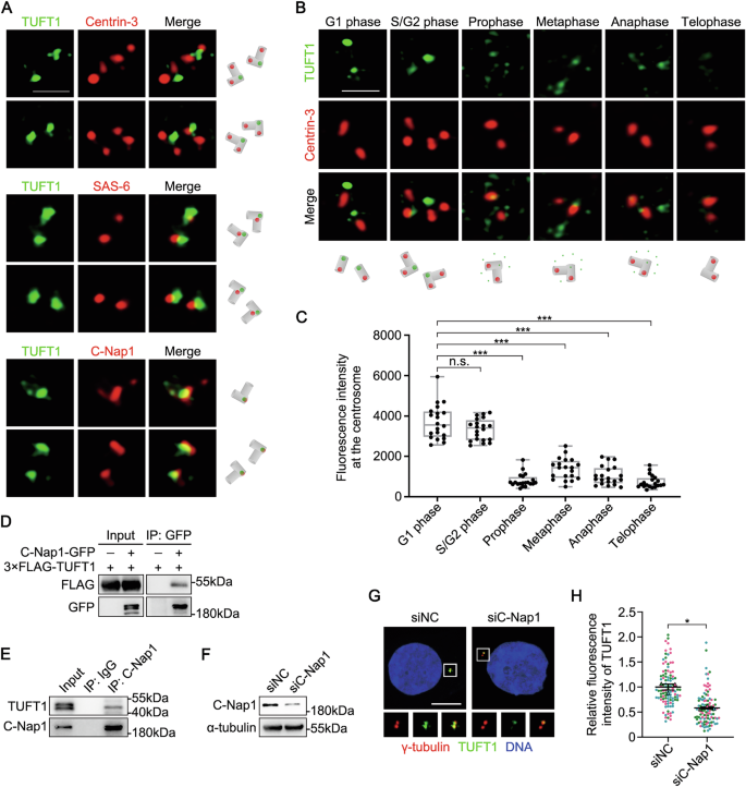 TUFT1 regulates cancer progression by suppressing centrosome ...