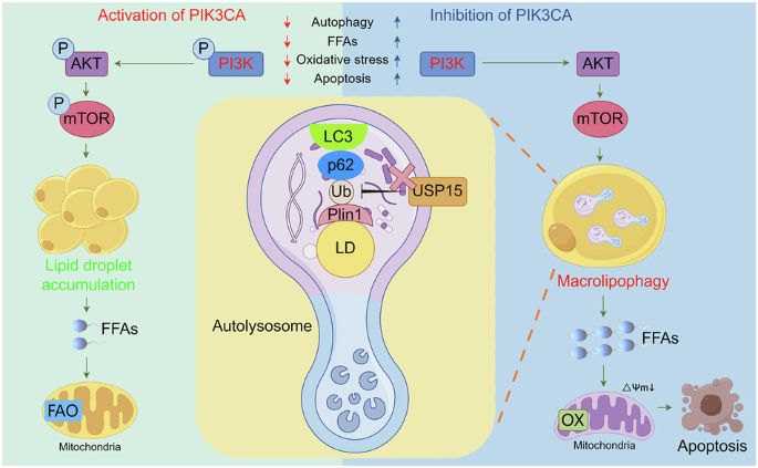 Activating PIK3CA mutation promotes overgrowth of adipose tissue via ...