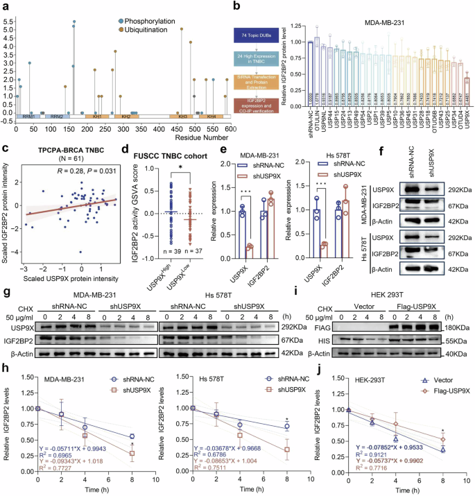 The deubiquitinase USP9X and E3 ligase WWP1 orchestrate IGF2BP2 ...