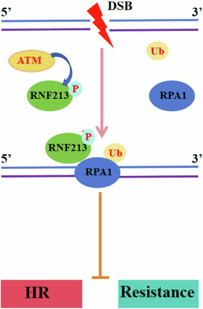 Phosphorylation of RNF213 by ATM-mediated ubiquitination of RPA1 ...
